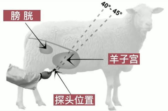 羊抽搐腿乱蹬怎么回事图标