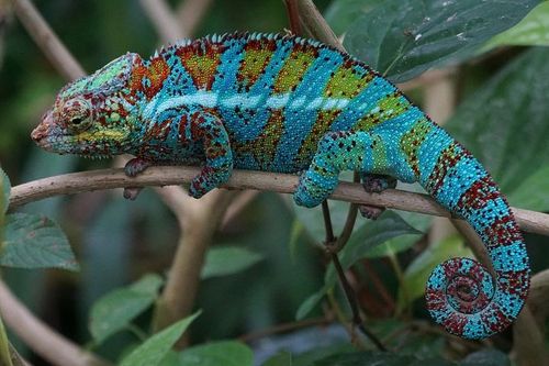 chameleon ultra截图