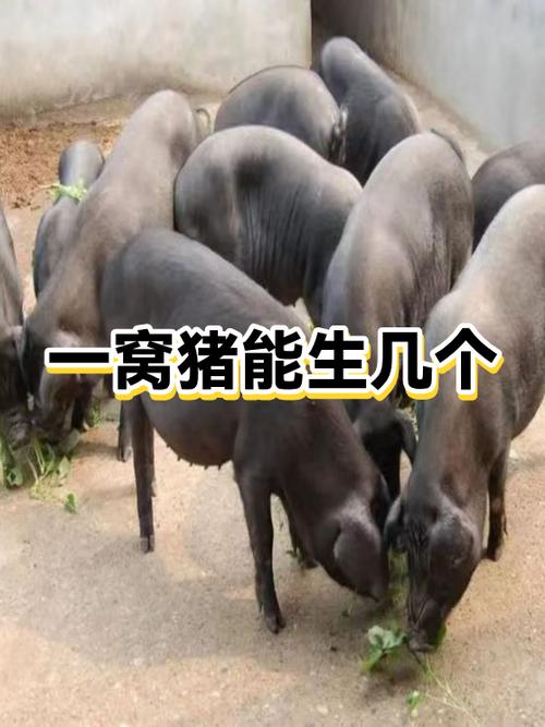 养10头母猪一年的利润图标