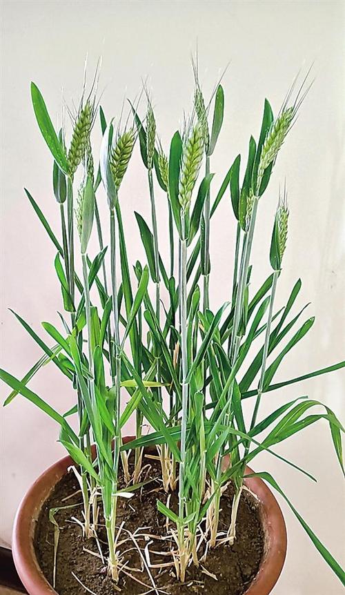 麦子怎么种植盆栽图标