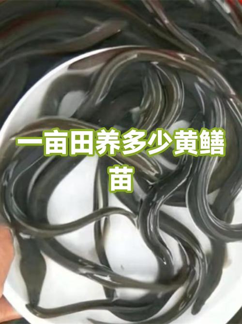 养黄鳝一亩田要投资多少钱