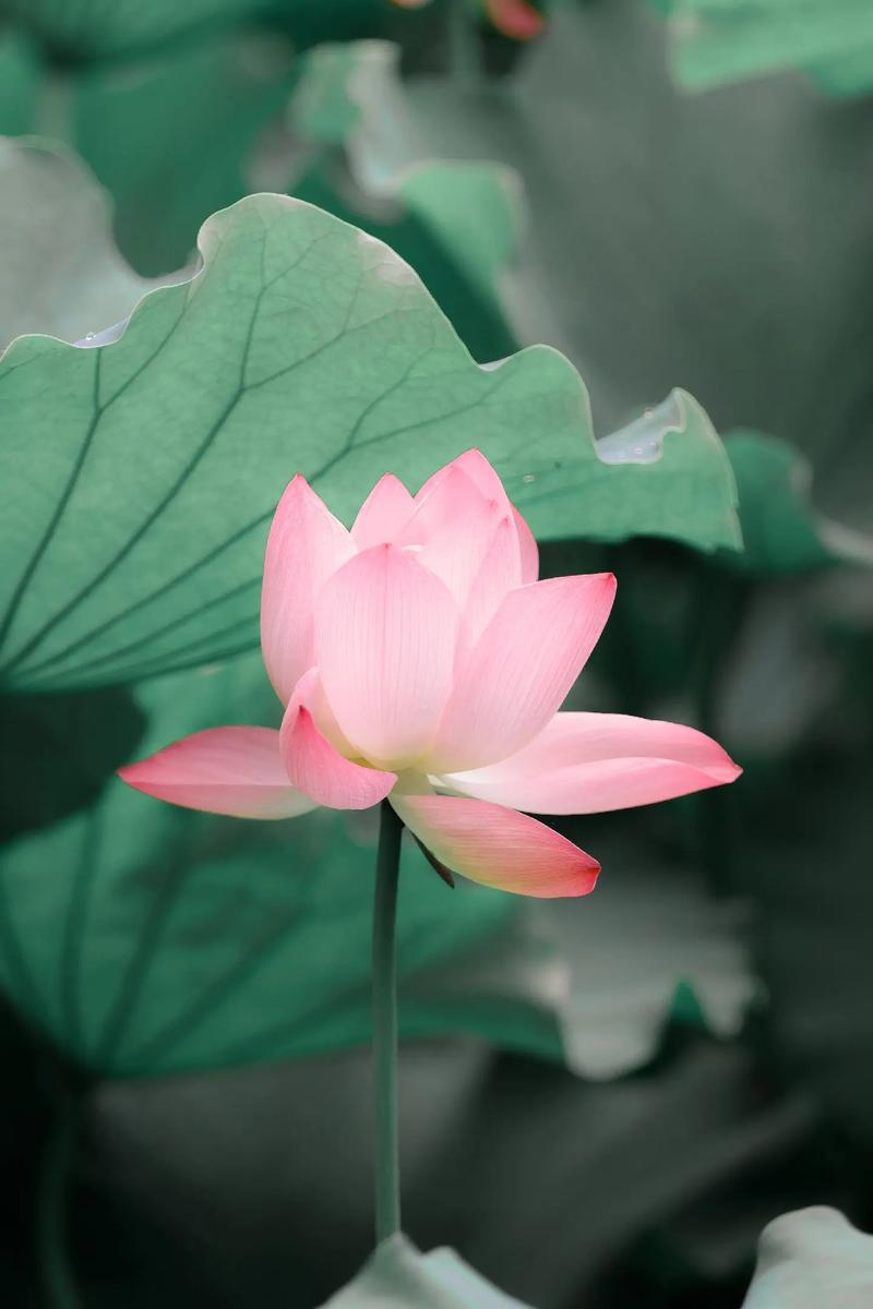 荷花网n图标