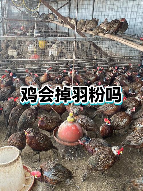 鸡丢了第二天还能找回来吗截图