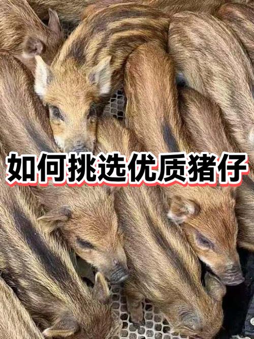 猪仔和猪崽的区别图标