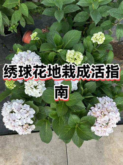 绣球花地栽几月合适图标