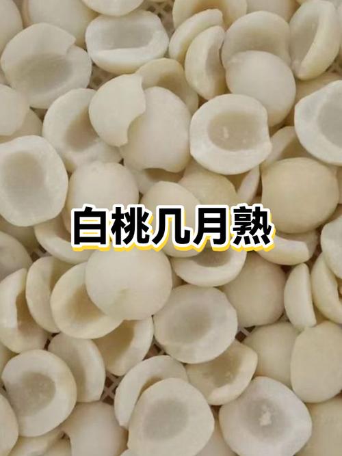 白桃品种介绍图标