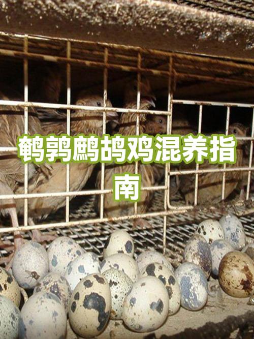 鹧鸪鸡图标