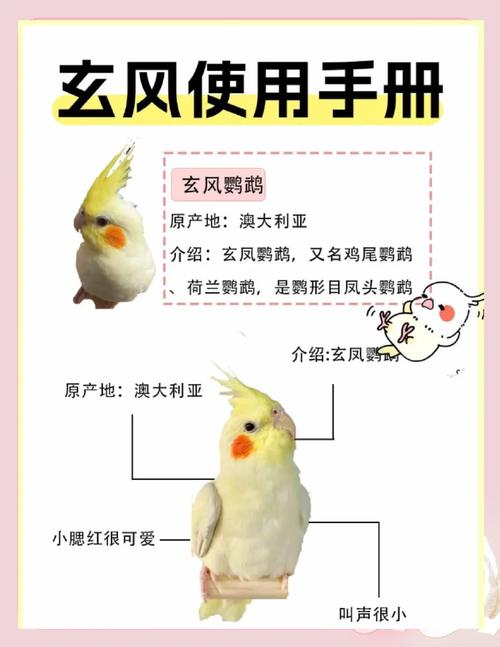 黄化玄凤鹦鹉好养吗图标
