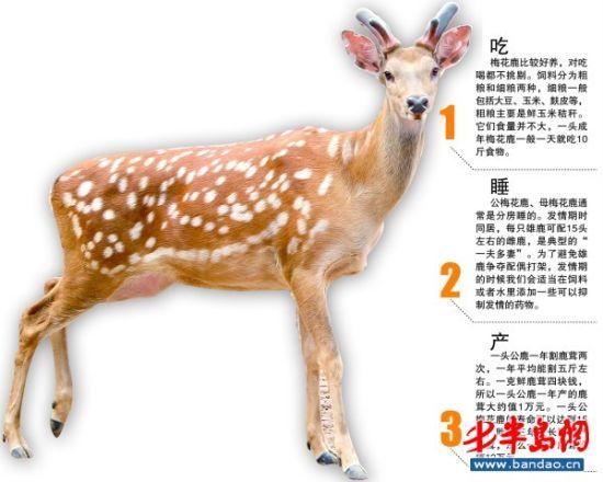 一只鹿多少钱图标