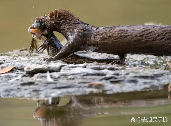 天花乱坠形容什么动物图标