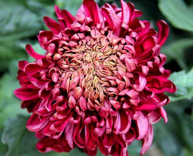 菊花长什么样子像什么图标