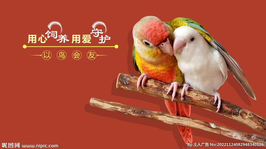 80年代关于鹦鹉的广告