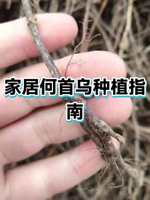 何首乌用大盆还是小盆图标