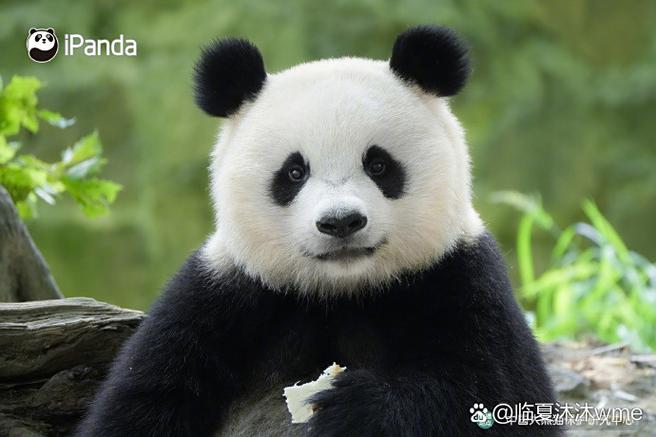 大熊猫最害怕三个东西图标