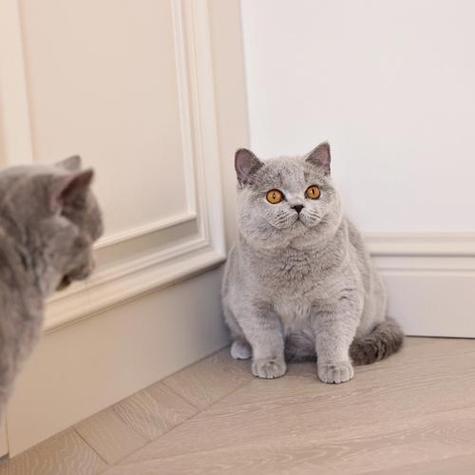 丁香色的英短跟正常蓝猫有什么区别截图