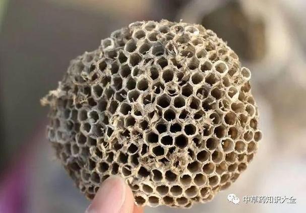 蜂房有哪些别名图标