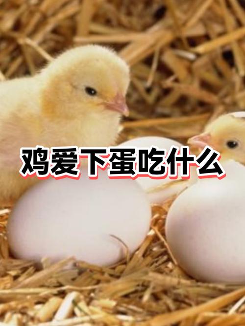 下蛋鸡吃什么爱下蛋图标