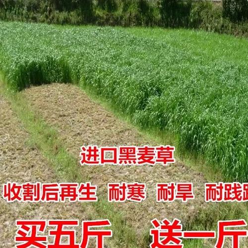 喂草鱼种植什么草好草籽图标