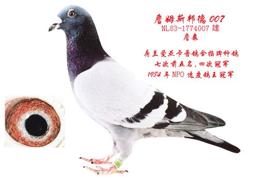 信鸽天堂拍卖网官网截图