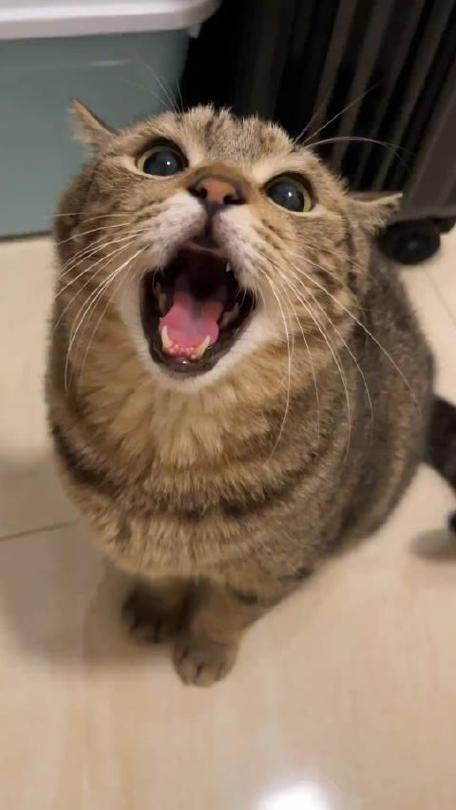 猫咪发出嗷嗷嗷的叫声图标