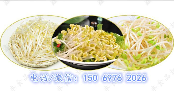 2026年豆芽新规出台了图标