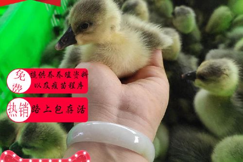 哪里有小鹅苗批发市场截图