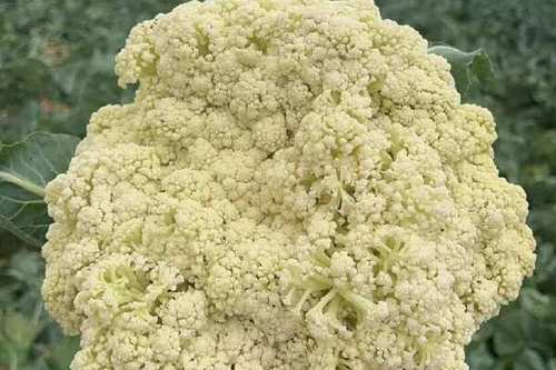 花菜为什么叫花菜图标