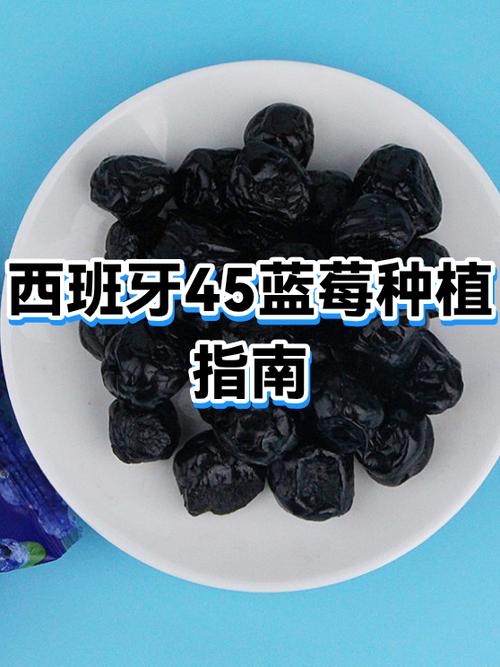 蓝莓西班牙45是什么品种图标