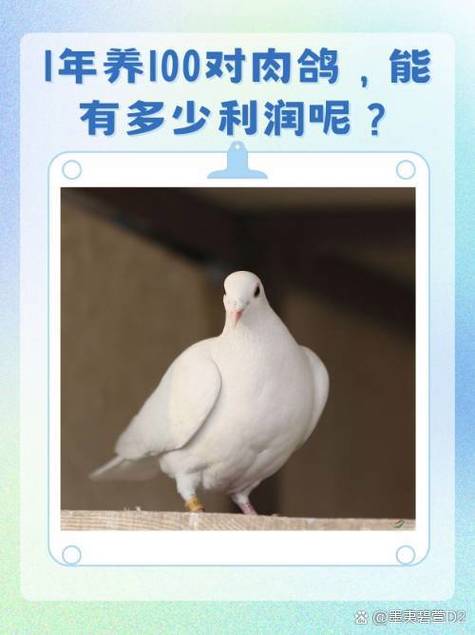养100只鸽子一年能赚多少钱图标