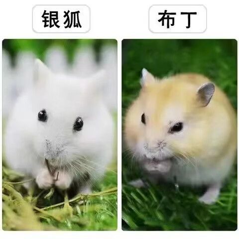 布丁聪明还是银狐聪明图标