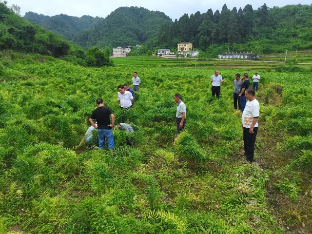 种植中药材图标