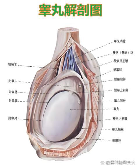 睾丸的生理功能截图