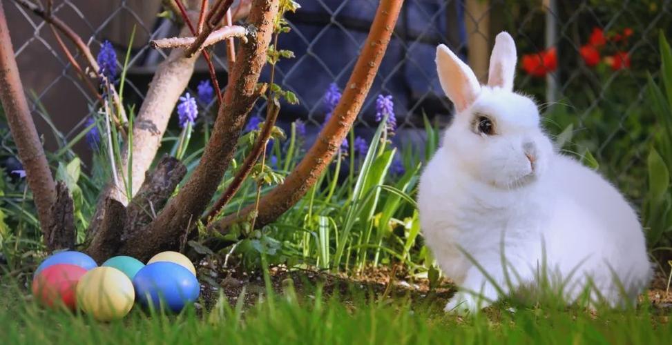 bunny俚语图标
