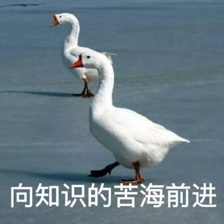 鸭鸭的表情包图标