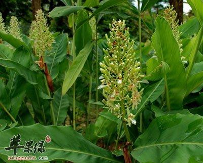 福睡宝的功效与作用图标
