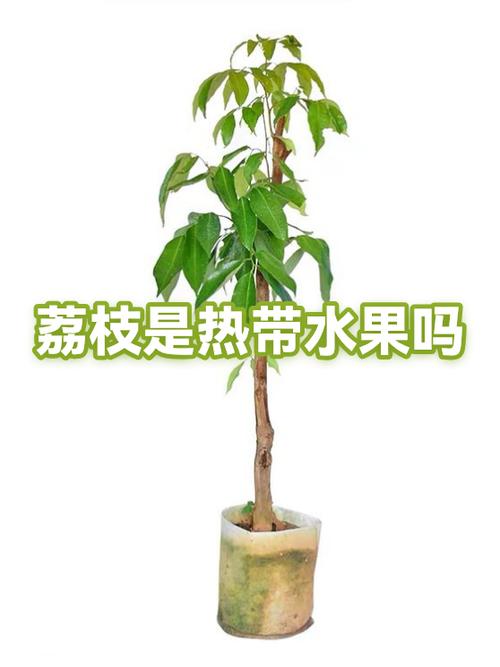 荔枝是热带水果吗截图