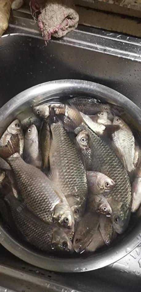 北方冰钓鲫鱼视频大全