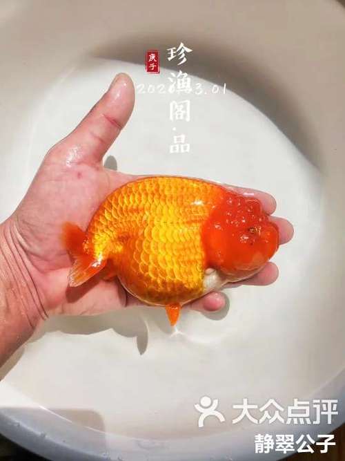 养鱼九红一黑图标