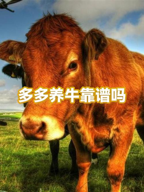 多多养牛一天能赚多少钱图标