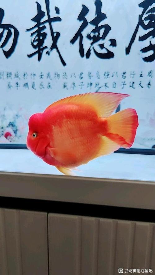 财神鹦鹉喂什么图标