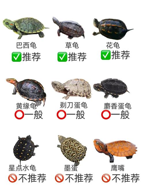 养龟养几只最吉利图标