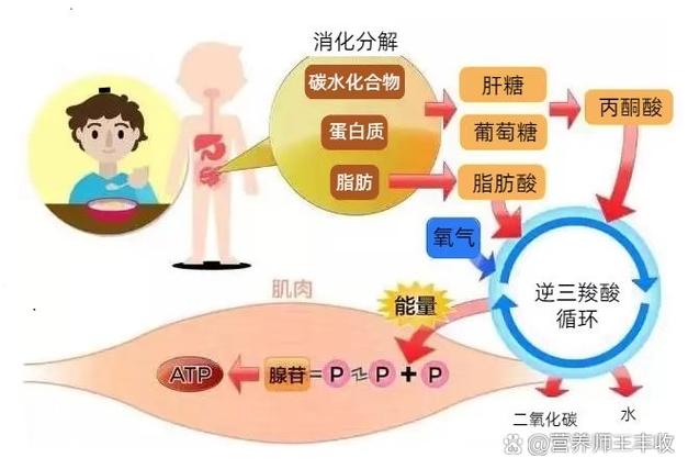 人体所需能量主要来源图标
