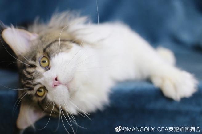 猫舍最旺财的名字截图