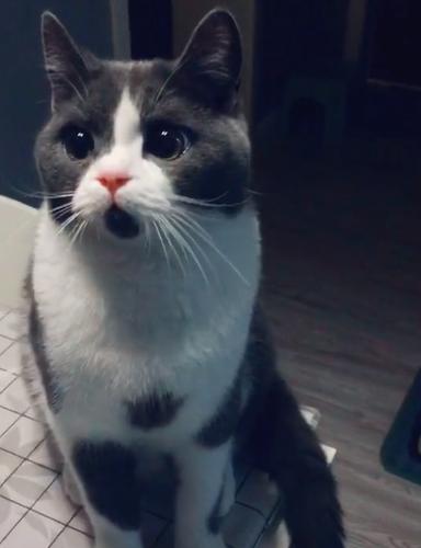 嘴巴o型的猫表情包图片图标