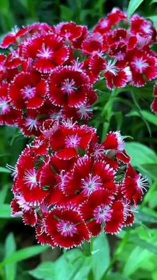 石竹花图片大全大图图标