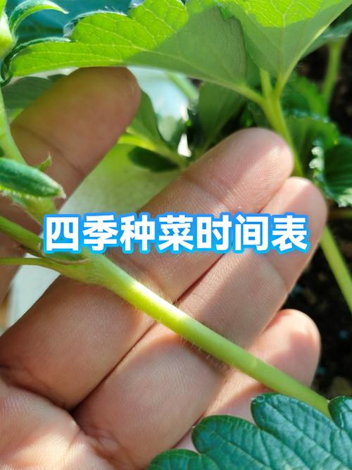 种菜顺序 四季图标