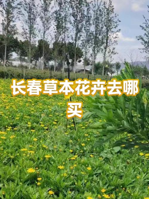 长春批发花卉哪里便宜图标