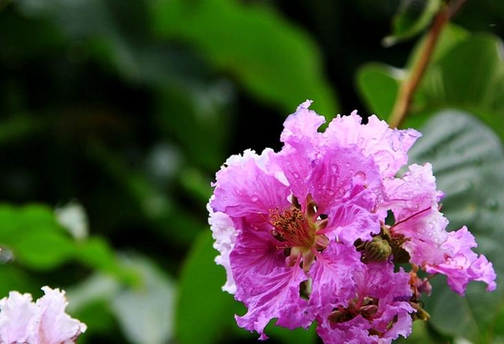 紫薇花图片图标
