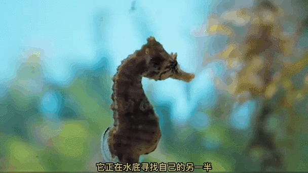 海马视频动物世界图标