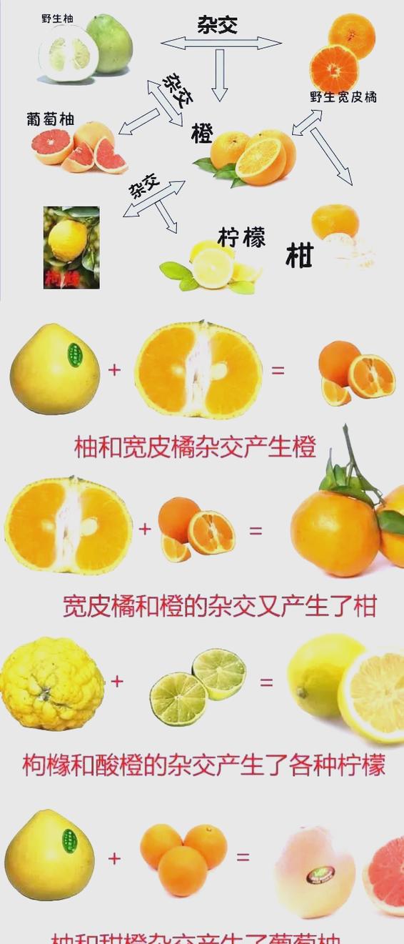 柑橘citrus图标